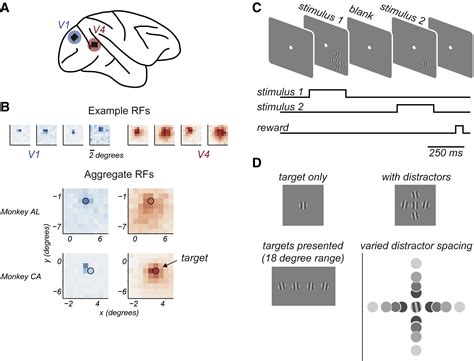 Feature Representation Under Crowding In Macaque V1 And V4 Neuronal Populations Current Biology