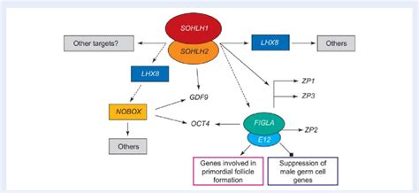 Working Model Of The Regulation Of Oocyte Gene Expression As Described Download Scientific