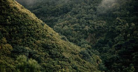 많은 나무로 덮인 무성한 녹색 언덕 사진 Unsplash의 숲 이미지