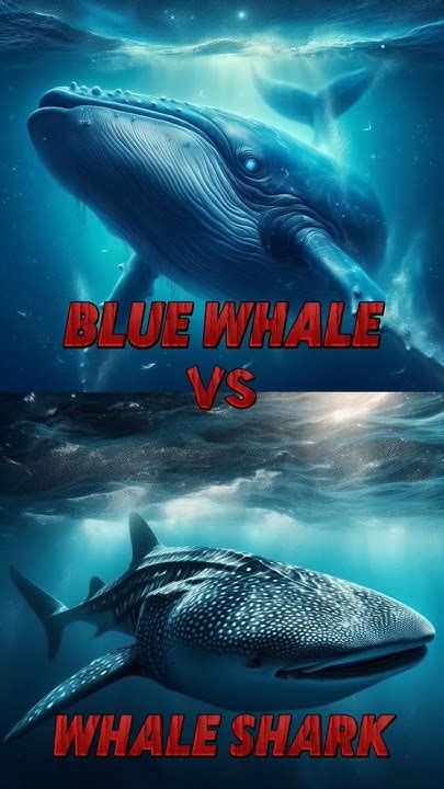 Blue Whale Vs Whale Shark Orca Pacific Octopus Beluga Youtube