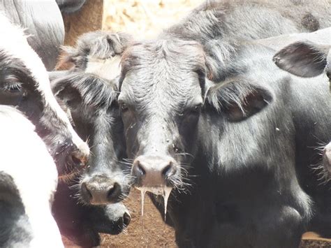 Esophagus Diseases And Disorders In Cows Bovis Vetlexicon