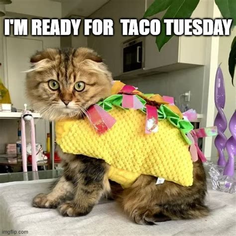 Taco Katt Meme Cat Memes ฅ•ﻌ•ฅ Taco Cat Spelled Backward