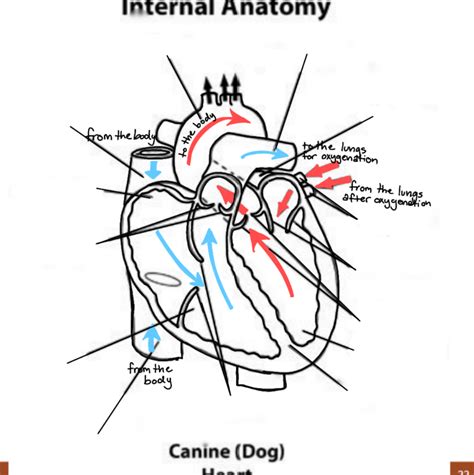 A P Study Guide Lab Final Diagram Quizlet A P Study Guide Lab Final Diagram Quizlet