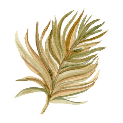 240 Eucaliptus Leaf Illustrations Royalty Free Vector Graphics And Clip