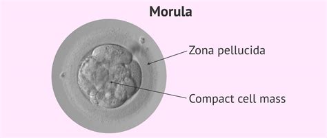 How Are Embryos Classified According To Their Day Of Development