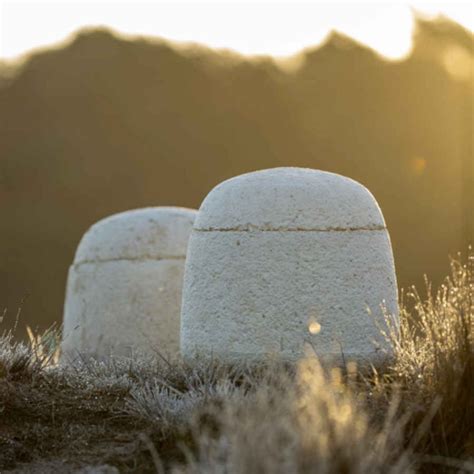 Ecovative Spawn And Substrate