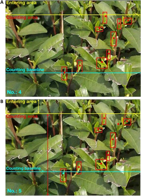 a tea buds counting method based on yolov5 and kalman filter tracking