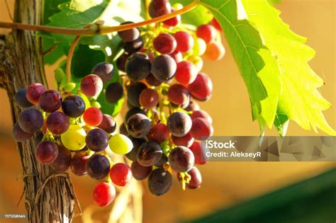 가을에 잘 익은 포도 포도의 무리는 포도 나무에서 매달려 빨간색과 파란색 와인 포도의 닫기 포도와 녹색 잎의 과일은 태양에 의해 백라이트 가을에 대한 스톡 사진 및 기타