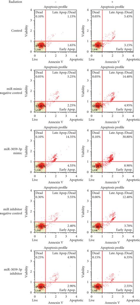 Apoptosis Assay For Mir 3059 3p With Radiation A Apoptosis Of Cells
