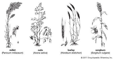 Cereal Benefits Types Recipes Britannica