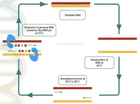 Polymerase Chain Reaction Definition Principle Steps Procedure Protocol Applications And Types