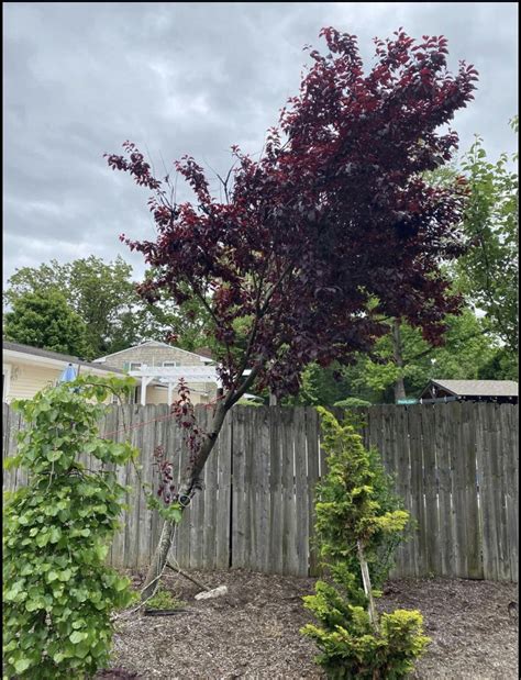 Thundercloud Plum Tree