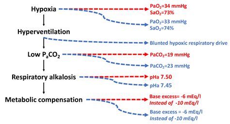 The Oxygen Cascade From Atmosphere To Mitochondria As A Tool To