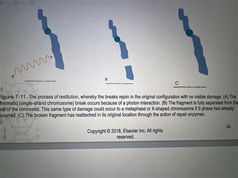 Exam 2 Ch 7 Pt 2 Flashcards Quizlet
