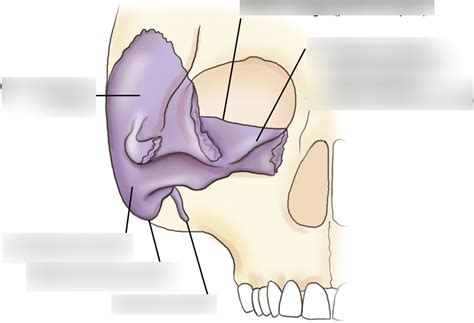 Temporal Bone Three Primary Parts—frontal Cutaway View Diagram Quizlet