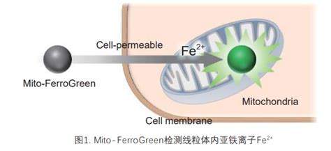 铁死亡专题—铁离子和铁死亡 知乎