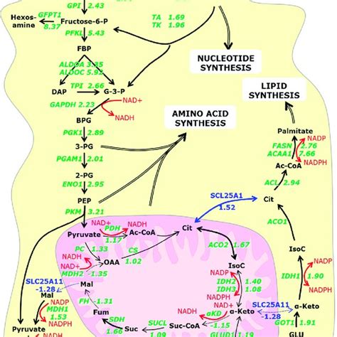 Rate Limiting Enzymes For Central Metabolic Pathways And The Ration Of