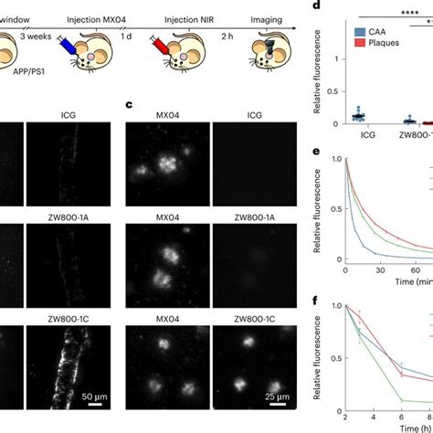 Ex Vivo Imaging Of Amyloid Plaques And Nfts In Appps1 And Rtg4510 Download Scientific Diagram