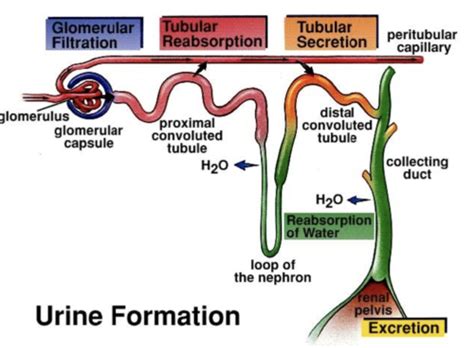 Systems Urine Production And Buffer Systemrenal Flashcards Quizlet