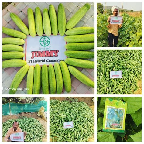 Sanjeev Kumar Thakur On Linkedin Crop Variety Kaveri