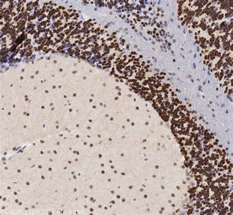 Anti Neun Antibody Neuronal Marker Ab104225 Abcam