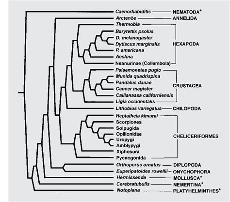 Phylogenetic Tree Of Invertebrates