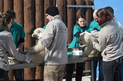 Nyíregyháza Zoo Reveals the Sex of Polar Bear Cubs