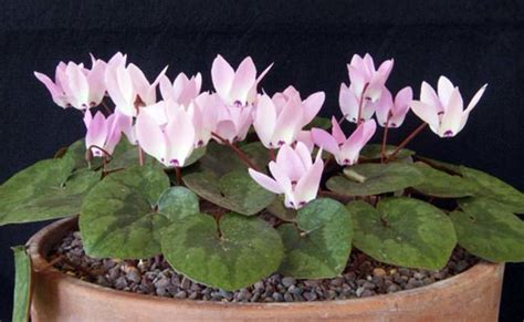 18 Different Types Of Cyclamen Varieties Balcony Garden Web