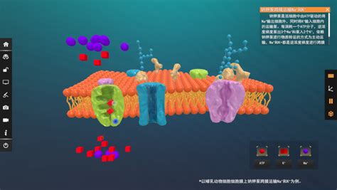 【高中生物】什么是细胞骨架，它的微观结构以及与之对应的功能是怎样的？ 知乎