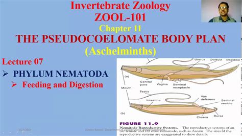 Nematode Nervous System