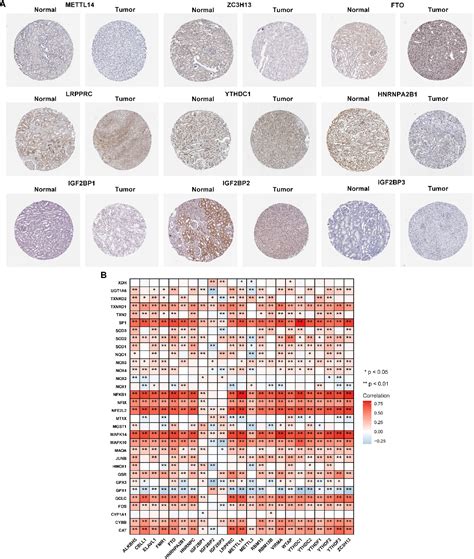 Figure 2 From N6 Methyladenosine Regulator Mediated Methylation Modification Patterns With
