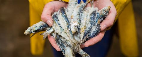 Melbourne Seafood Centre Melbournes Wholesale Fish Market