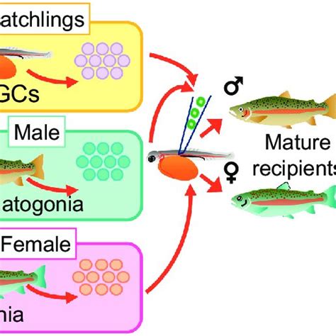 Microinjection Of Germ Cells Into The Peritoneal Cavity Of Newly Download Scientific Diagram