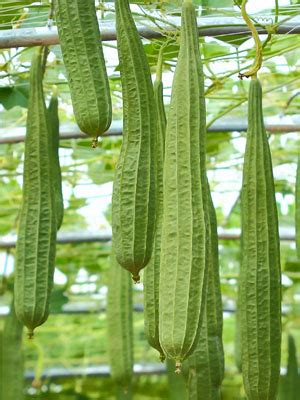 Luffa Grow Guide