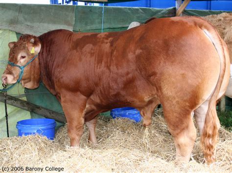 Understanding Estimated Breeding Values Ebvs Helping Farmers In