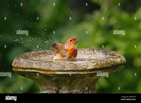 Robin Garden Bird Bath At Dennis Crane Blog