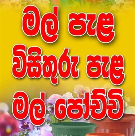 මිහිසර විසිතුර මල් පැළ හා මල් පෝච්චි