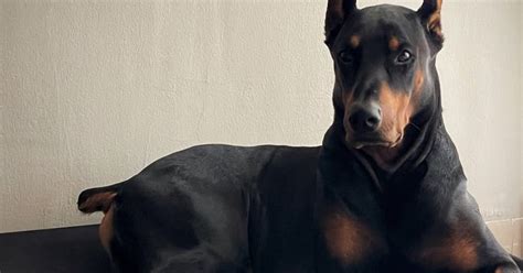 La Historia De Snoop El Perro Influencer Por El Que Piden Justicia Tras Ser Víctima De