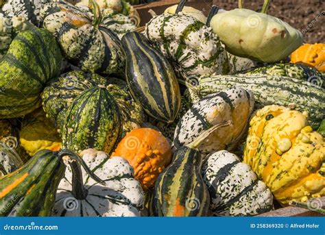 Different Types Of Squash Ornamental Squash And Edible Squash Stock