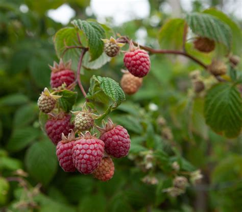 Raspberry And Honey Spread Lord Byrons Honey
