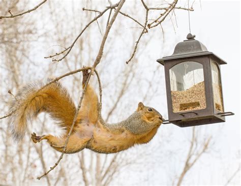 Squirrels In Bird Feeders Keep Them Out With 10 Tips Bob Vila
