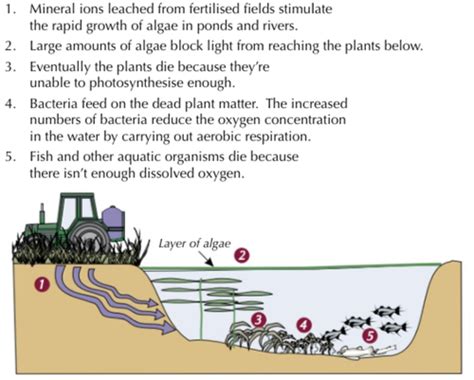 Fertilisers And Eutrophication Flashcards Quizlet