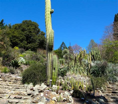 Uc Botanical Garden At Berkeley Plant Lust