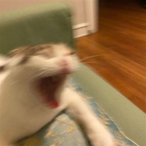 Cute Cat Yawning On A Chair Memes De Gatos Memes Para Comentarios