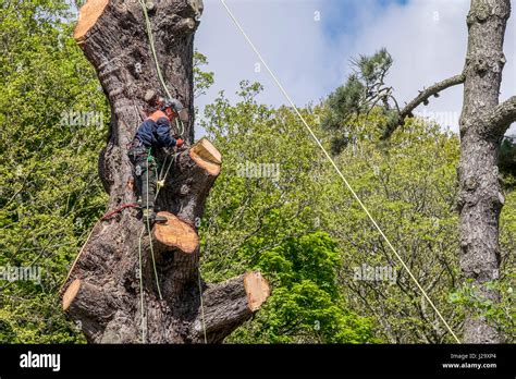 Tree Surgeon Arborist Arboriculture Expert Dangerous Occupation Cutting
