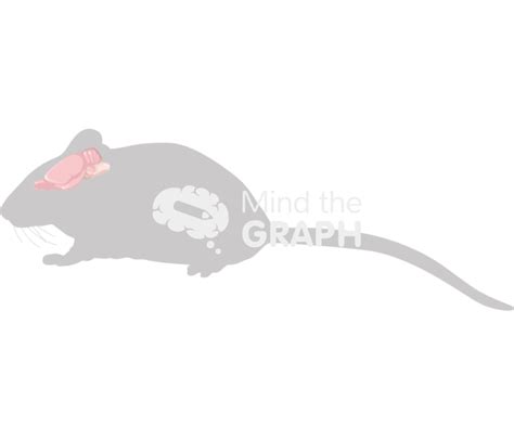Free Mice Brain Lateral Body Icons Symbols Pictures And Images