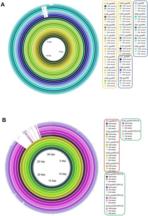Homology Of The Pyocin Clusters Determined By Brig 095 A R Type