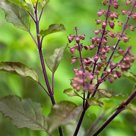 Ocimum Tenuiflorum Adplants