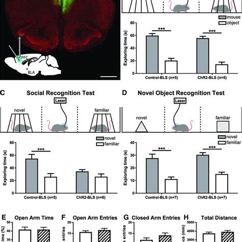 Effects Of In Vivo Optogenetic Activation Of Oxtr Expressing Neurons In