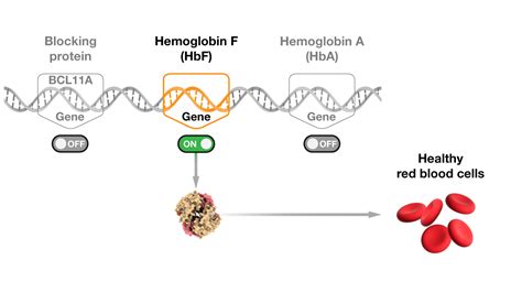 Understanding The Blood Cell
